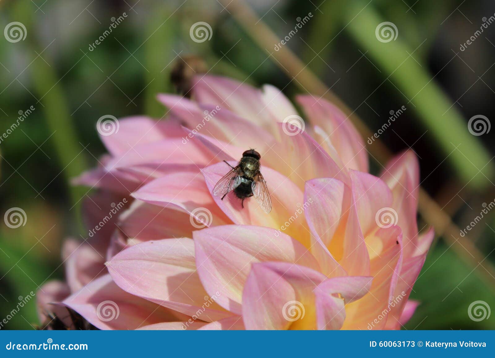 Flor Cor-de-rosa E Uma Mosca Imagem de Stock - Imagem de floral ...