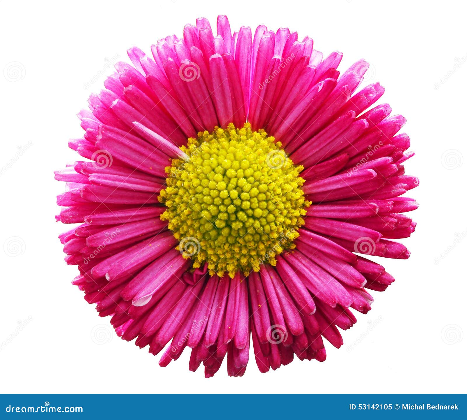 Flor Cor-de-rosa Fresca Da Margarida Isolada No Branco Imagem de Stock ...