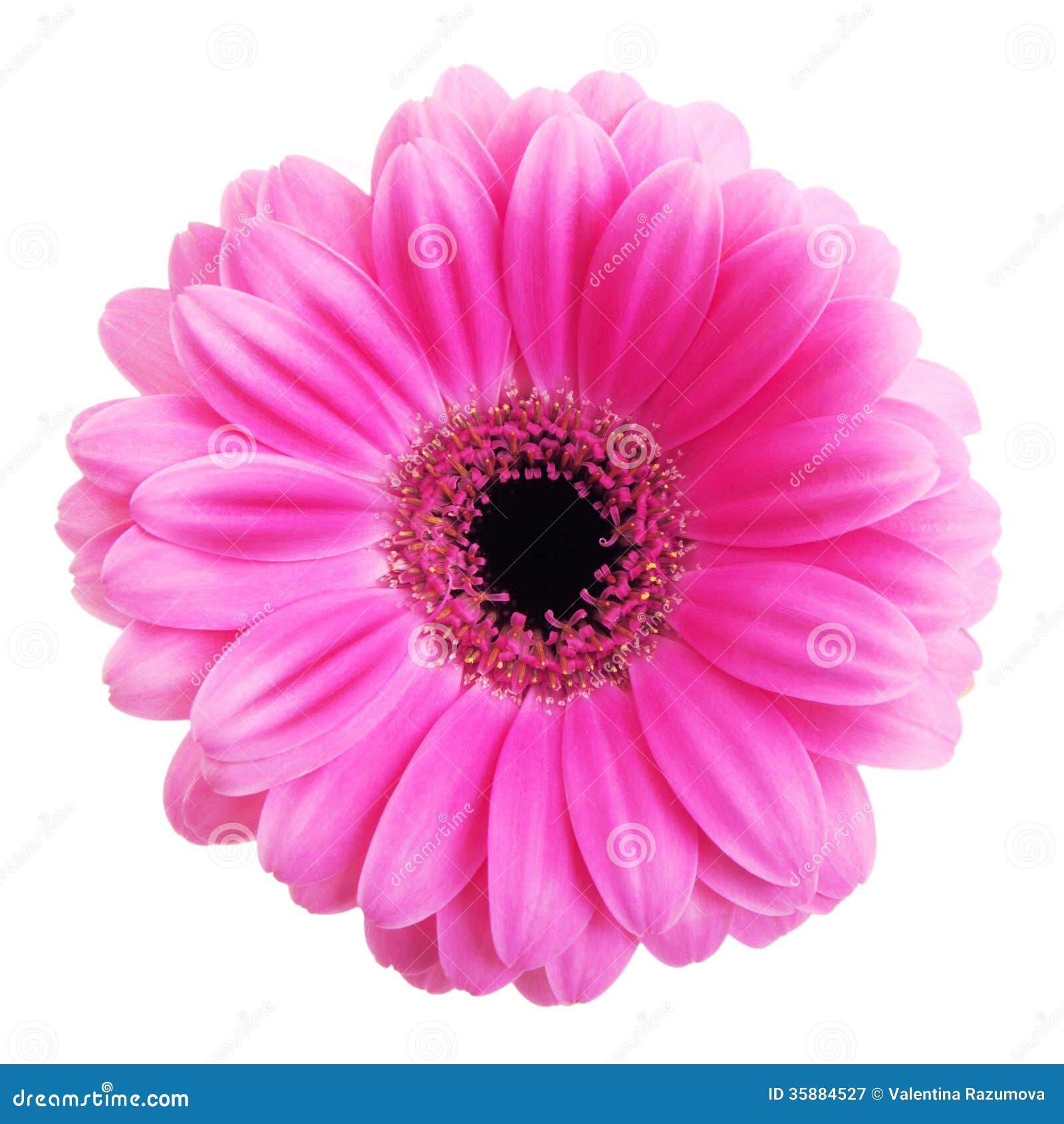 Flor cor-de-rosa isolada imagem de stock. Imagem de macro - 35884527