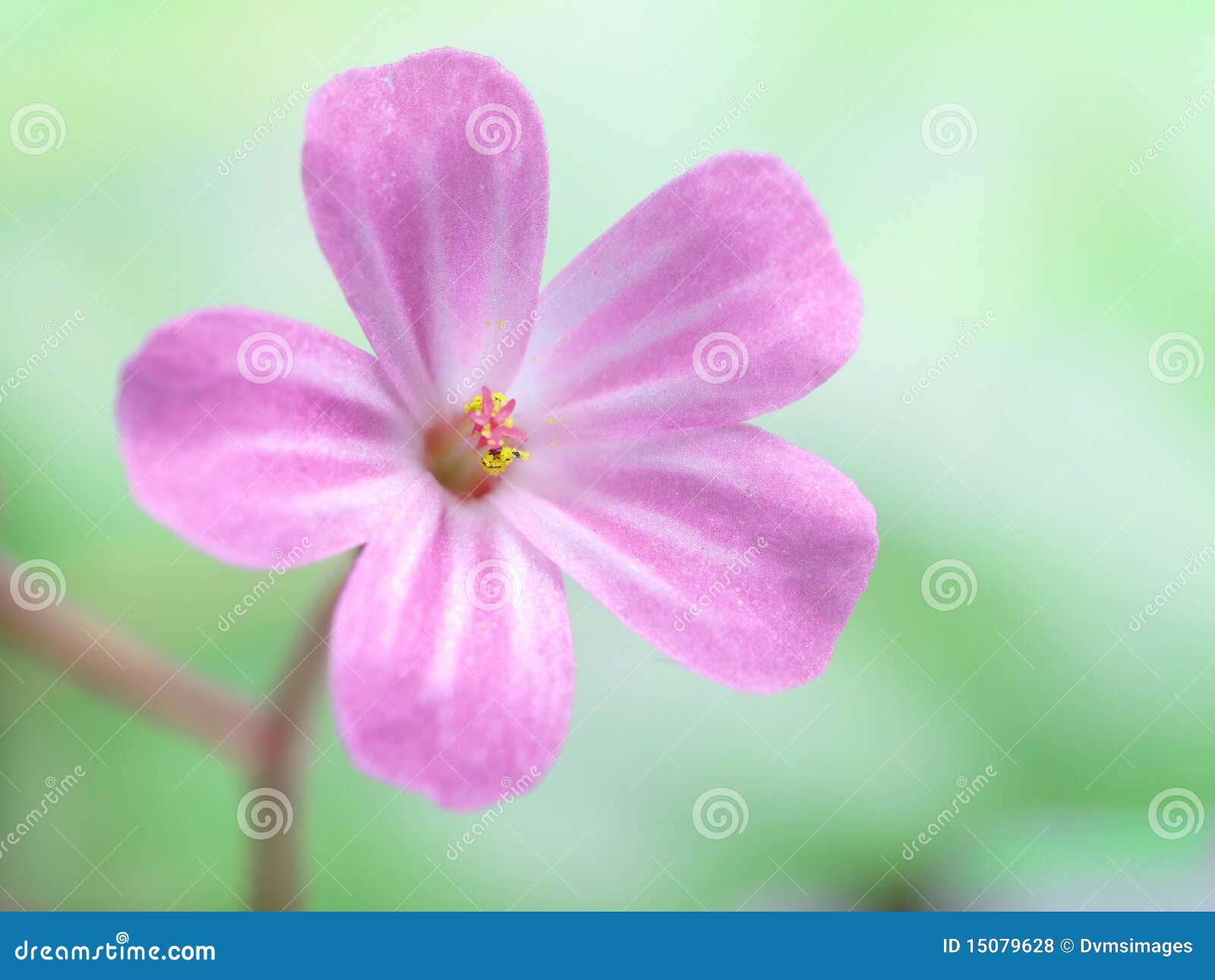 Flor cor-de-rosa pequena foto de stock. Imagem de selvagem - 15079628
