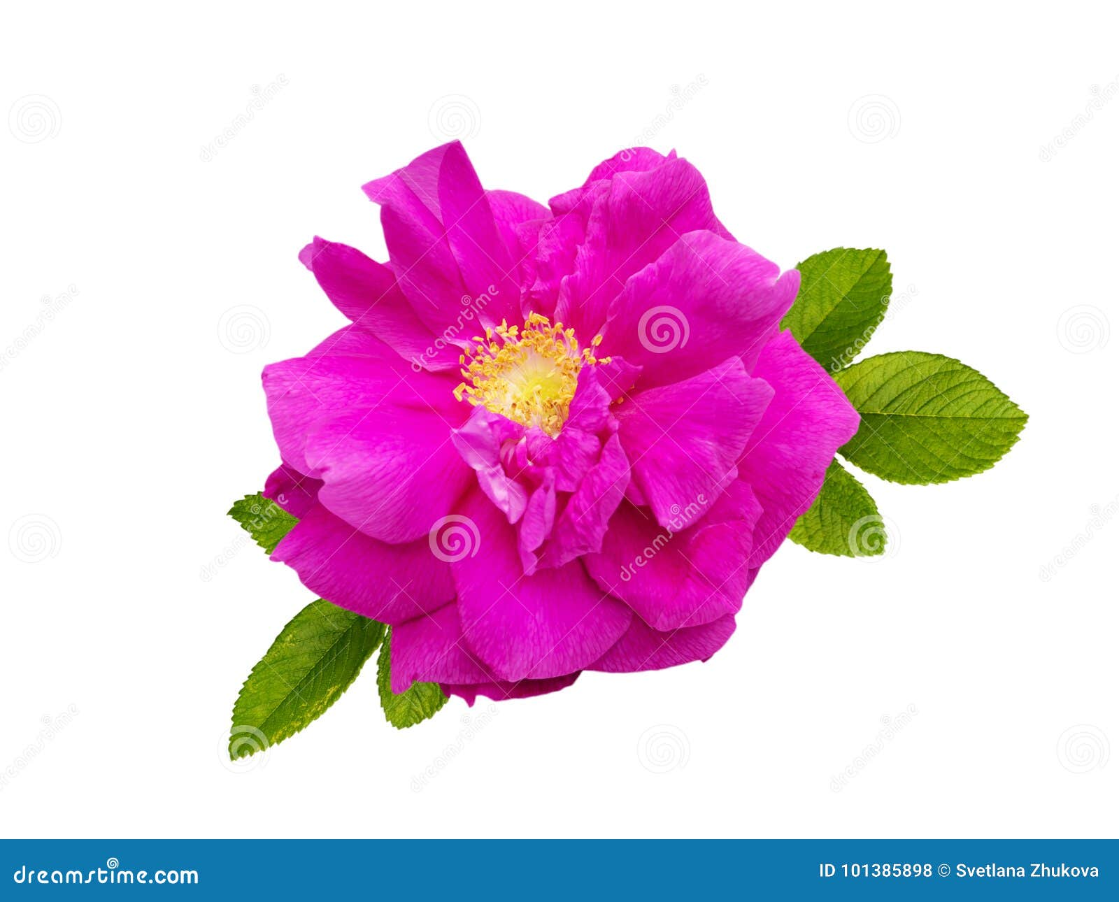 Flor Cor-de-rosa De Rugosa Isolada No Branco Foto de Stock - Imagem de ...