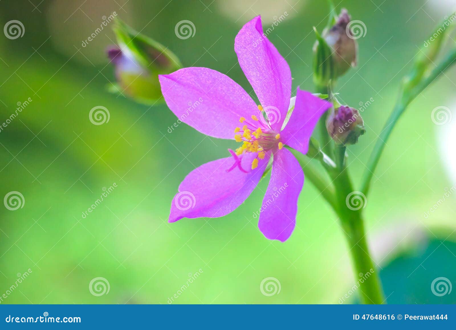 Flor coreana del ginseng foto de archivo. Imagen de sano - 47648616