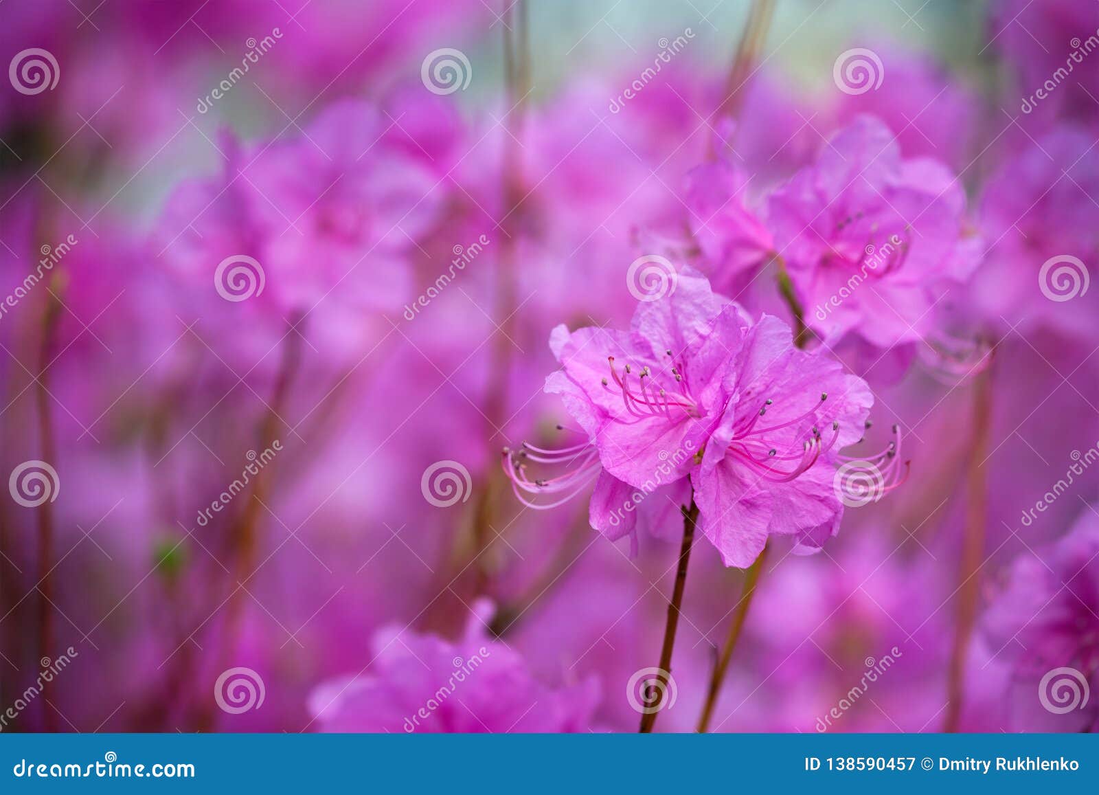 Flor Coreana Do Rododendro De Mucronulatum Do Rododendro Imagem de ...