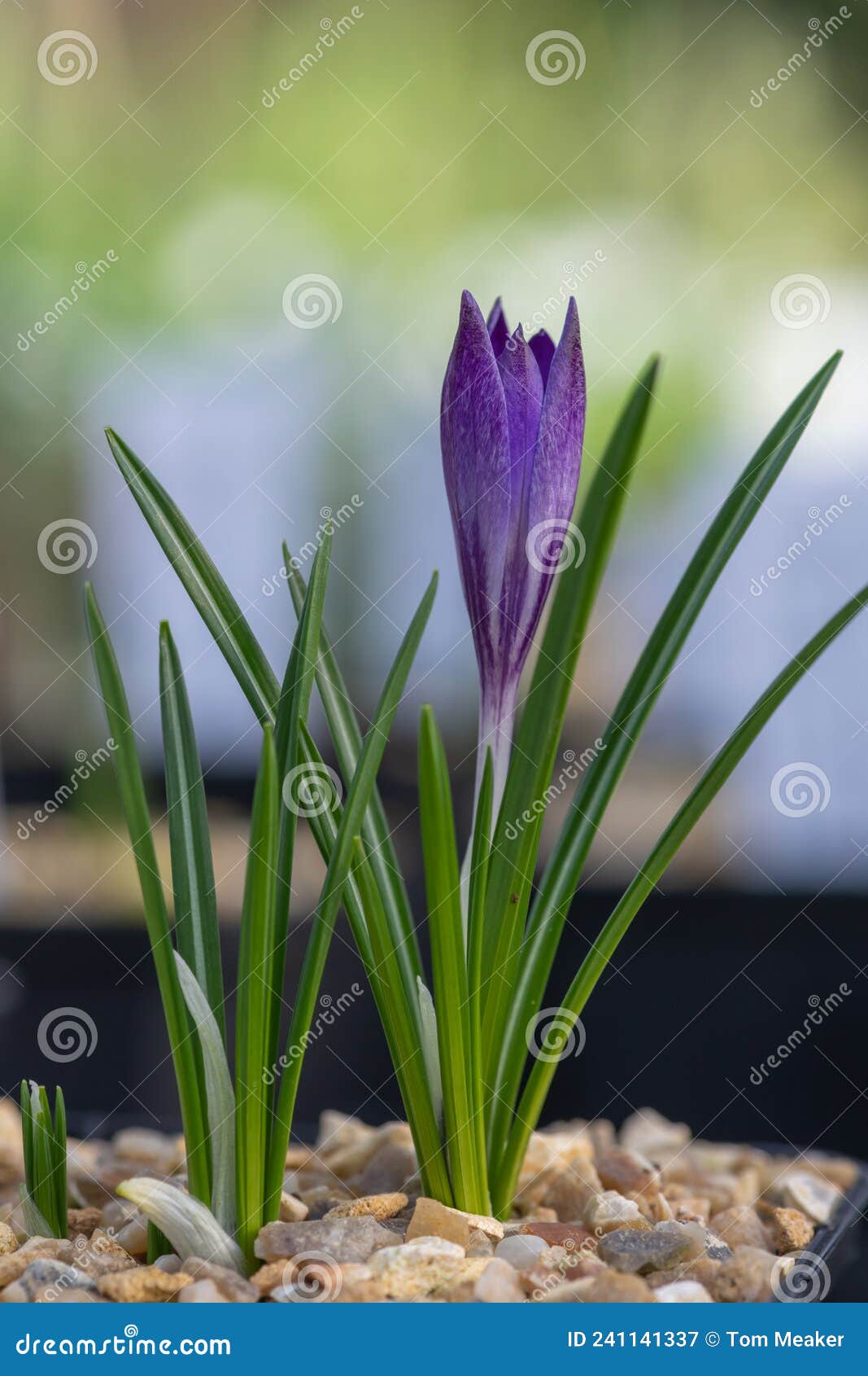 Flor Crocus Crocus Tommasinianus Imagen de archivo - Imagen de fresco ...