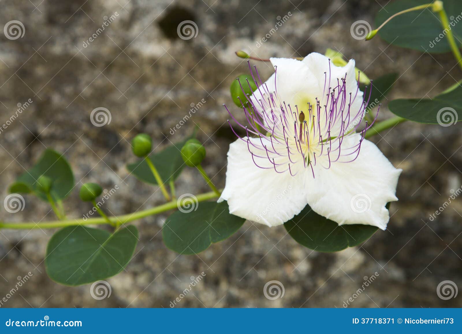 Flor da alcaparra imagem de stock. Imagem de botânica - 37718371