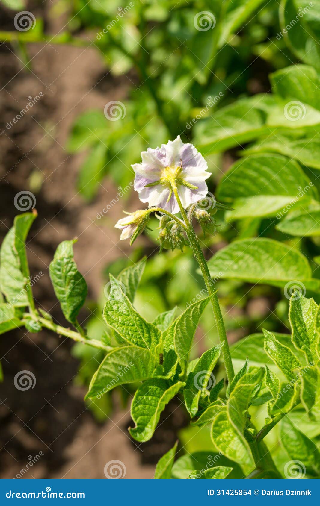 Flor da batata foto de stock. Imagem de nave, folha, verde - 31425854