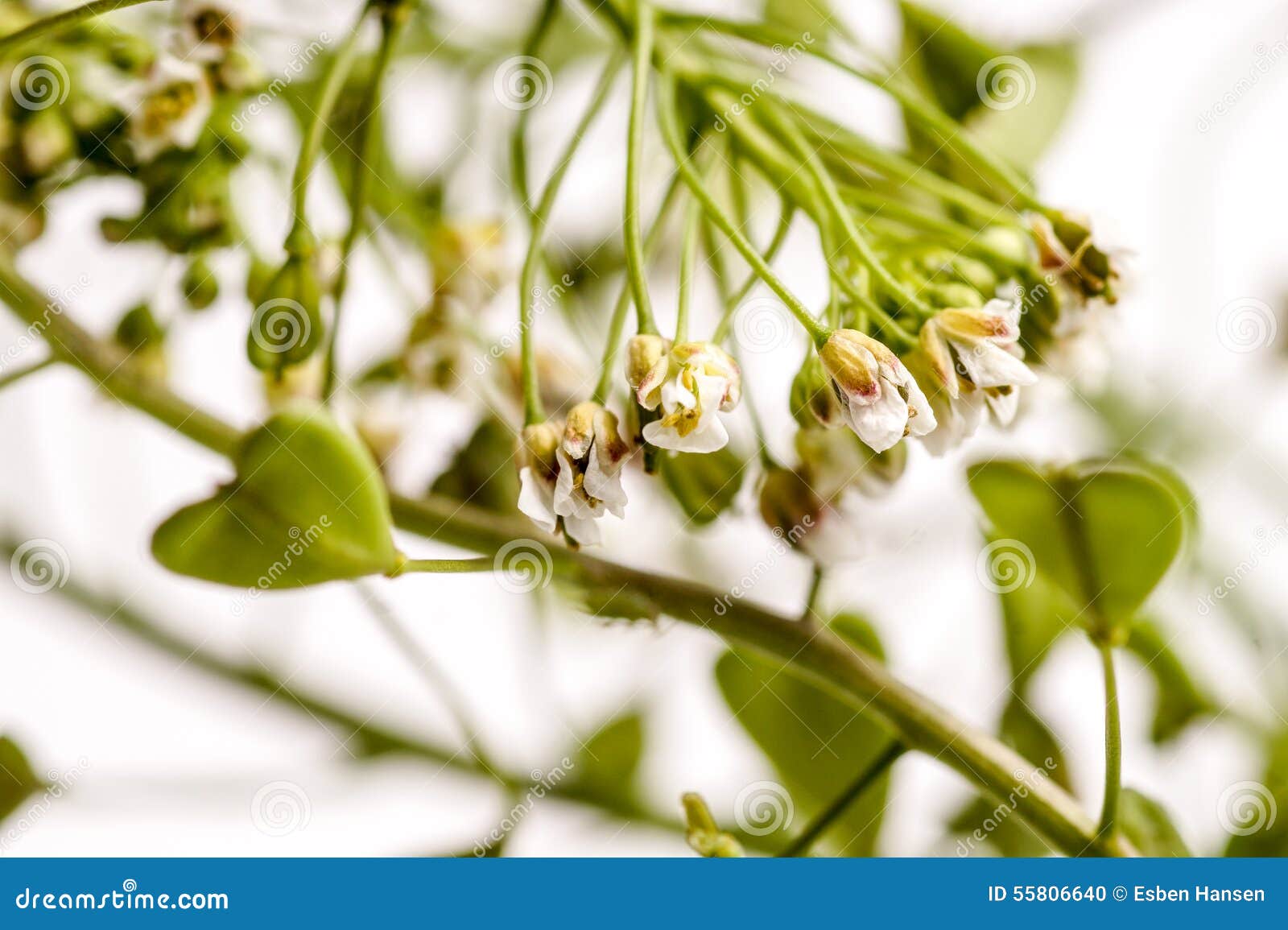 Flor da bolsa do pastor foto de stock. Imagem de corte - 55806640