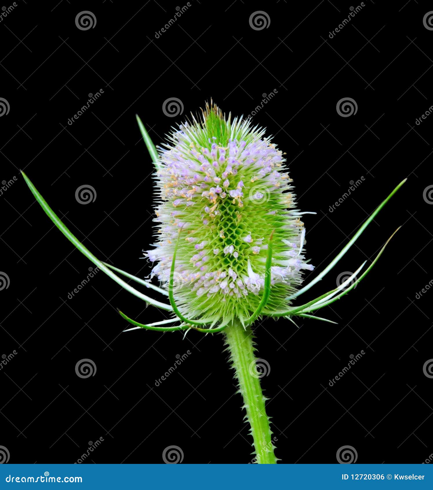 Flor da carda foto de stock. Imagem de campo, roxo, isolado - 12720306