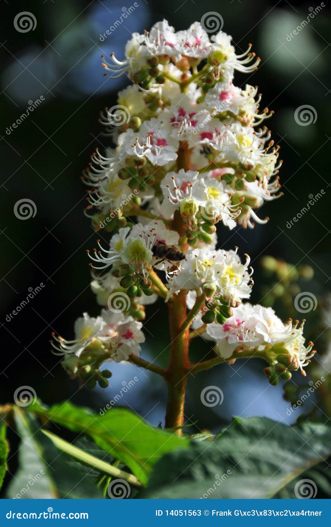 Flor da castanha imagem de stock. Imagem de caixa, céu - 14051563