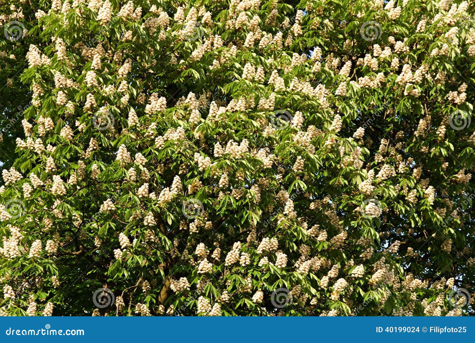 Flor da castanha foto de stock. Imagem de flores, parque - 40199024