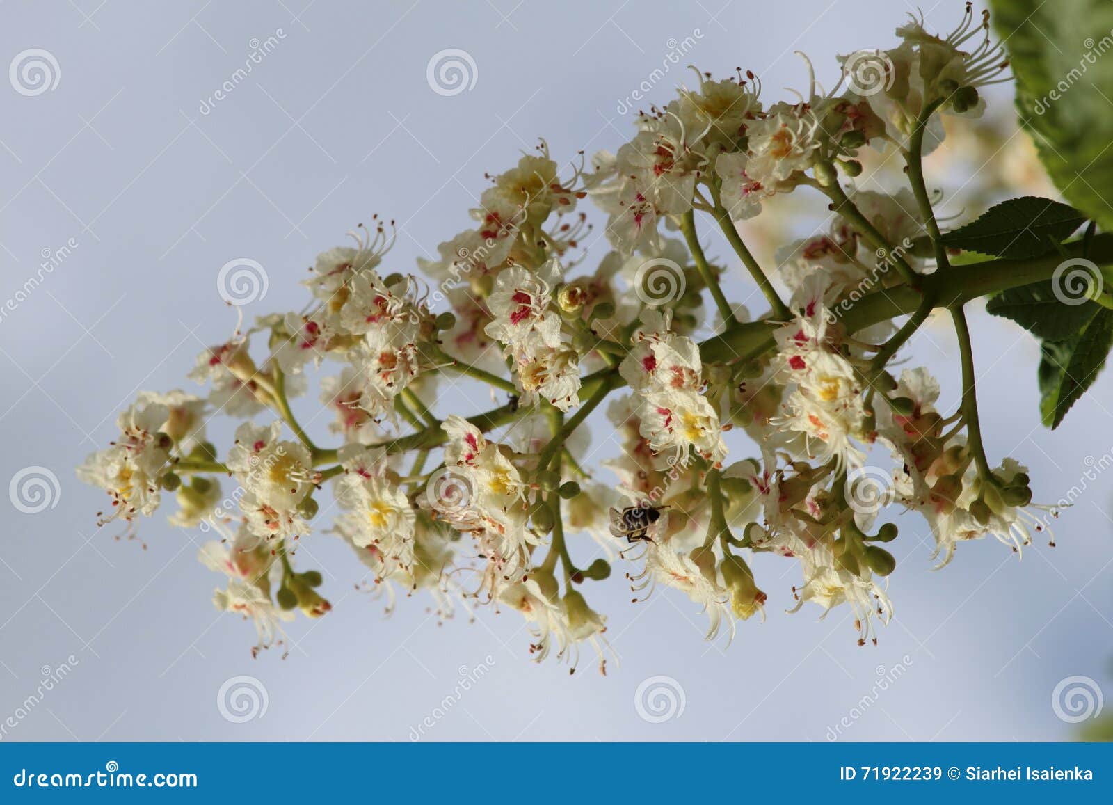 A flor da castanha imagem de stock. Imagem de limpar - 71922239