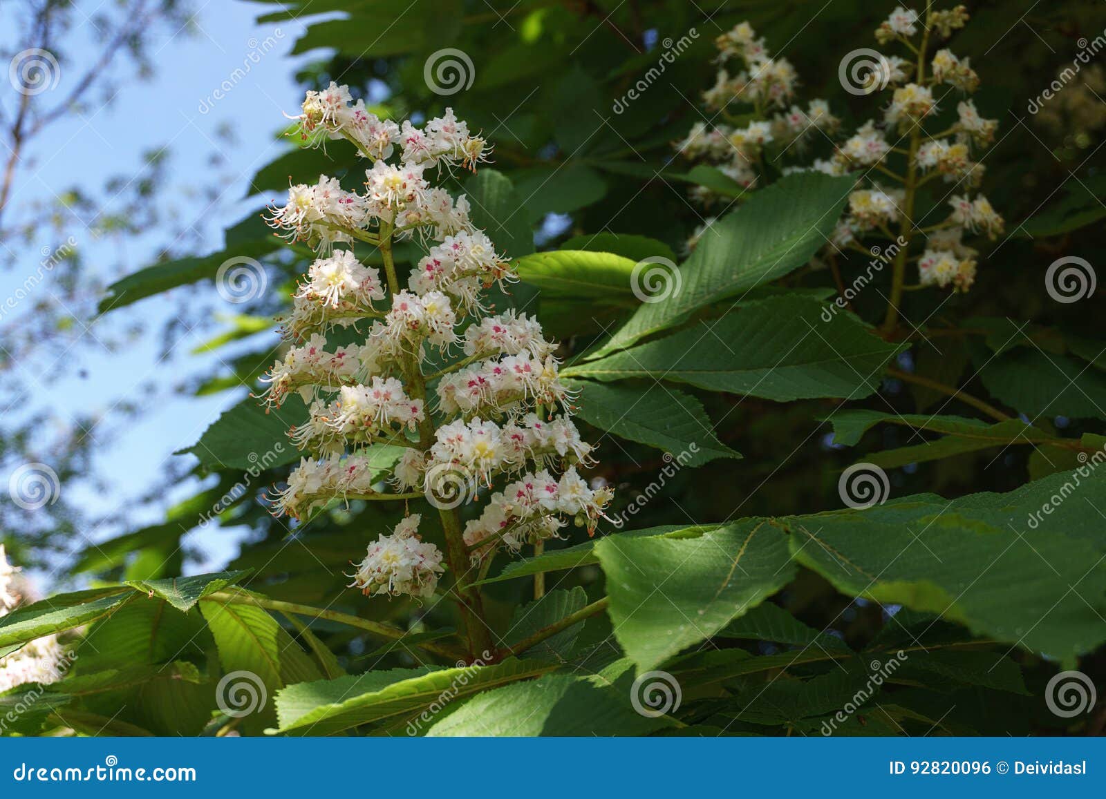 Flor da castanha foto de stock. Imagem de flor, folhas - 92820096