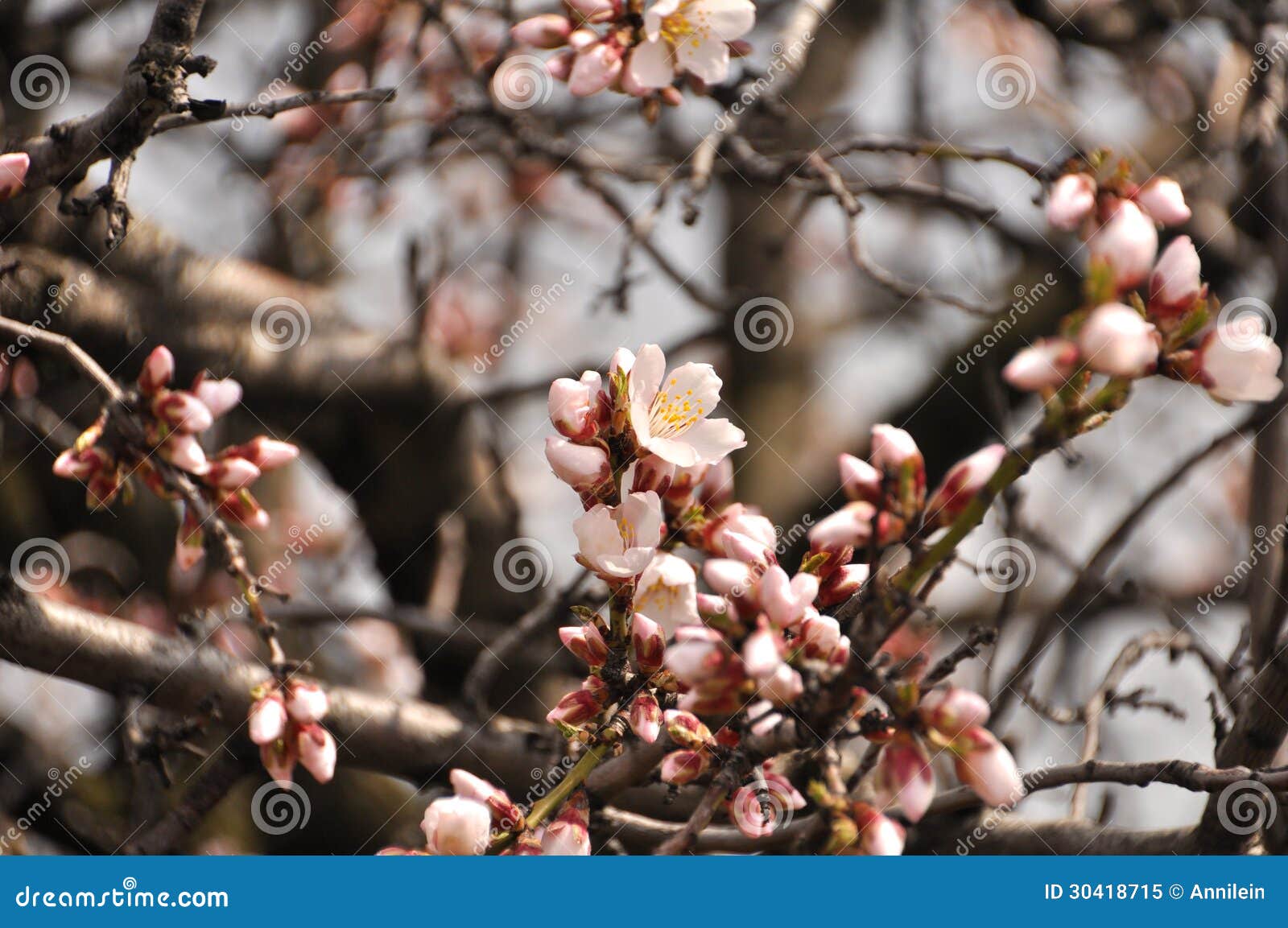 Flor da cereja imagem de stock. Imagem de aromaterapia - 30418715