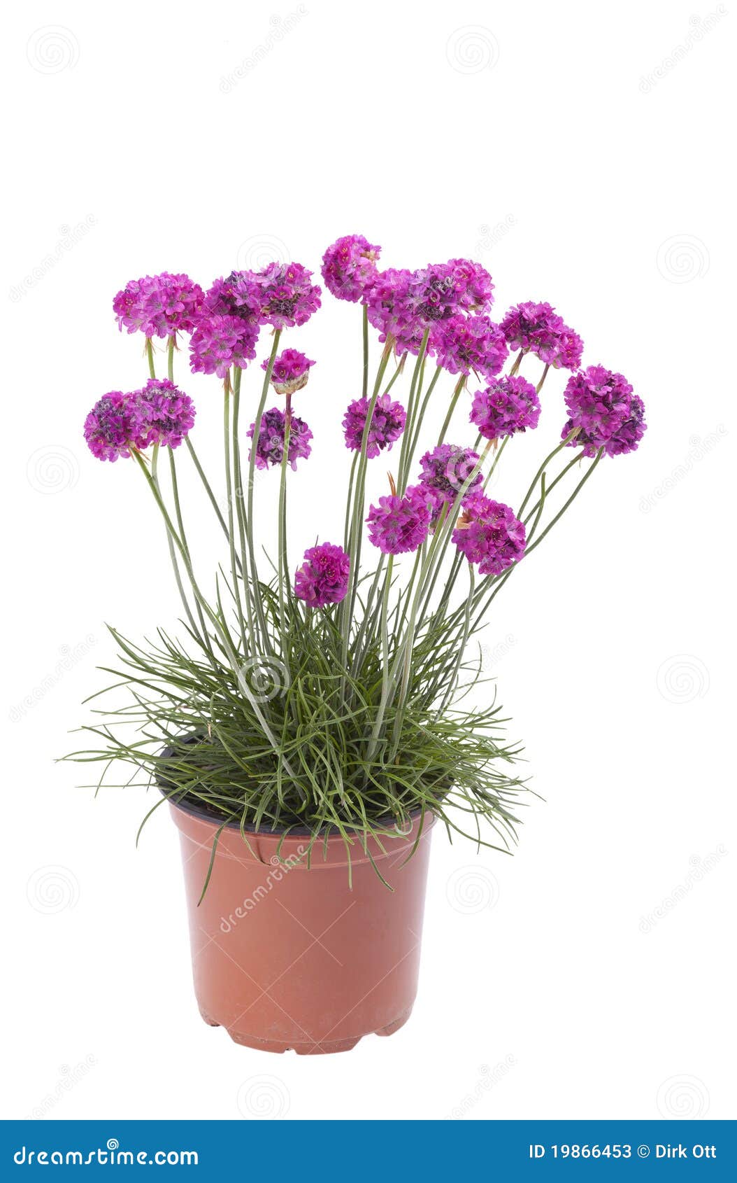 Flor da cor-de-rosa de mar imagem de stock. Imagem de florescer - 19866453