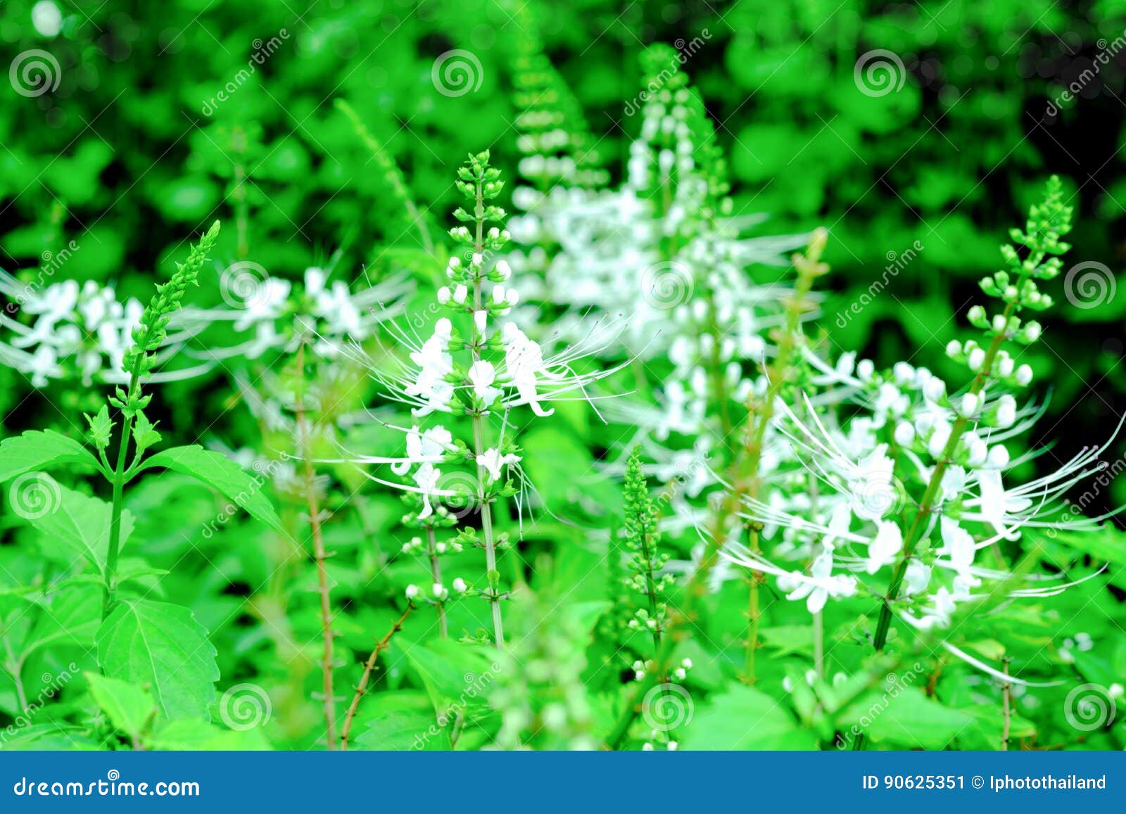 Flor Da Erva, Chá De Java, Planta De Chá Do Rim Imagem de Stock ...