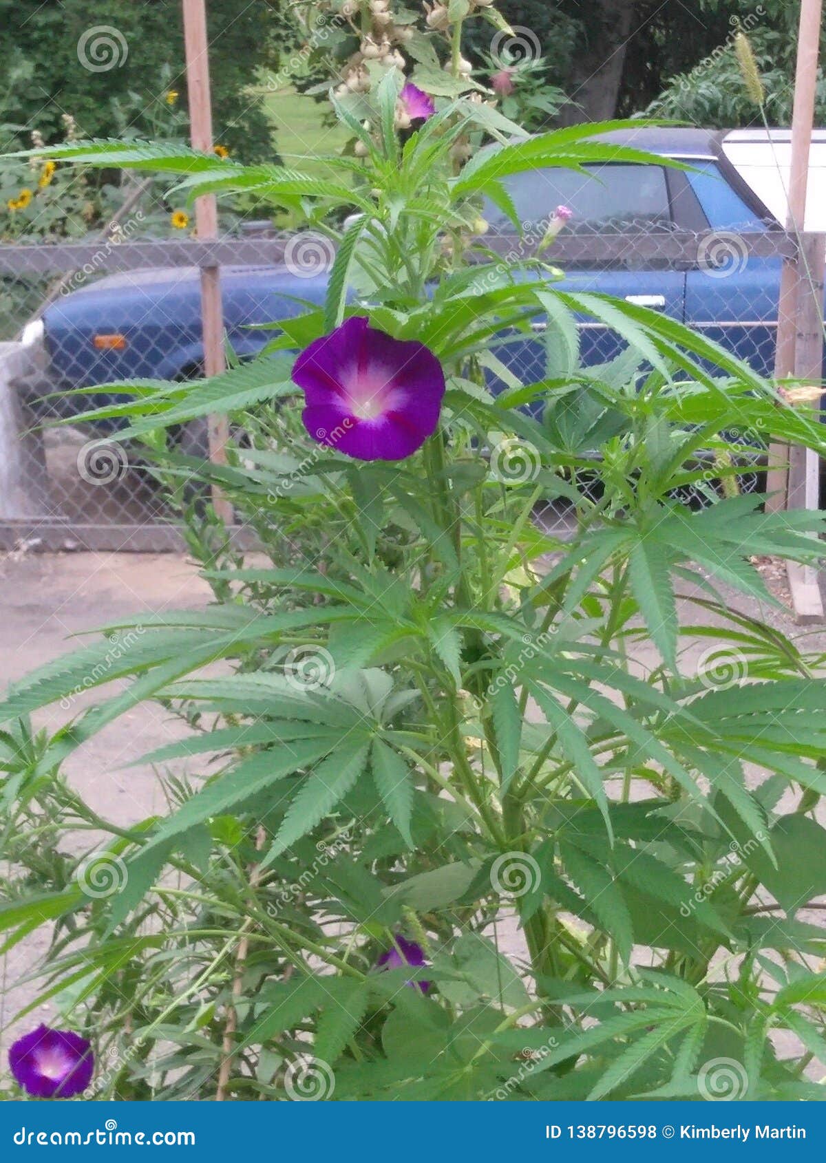 Flor da erva daninha? foto de stock. Imagem de flor - 138796598