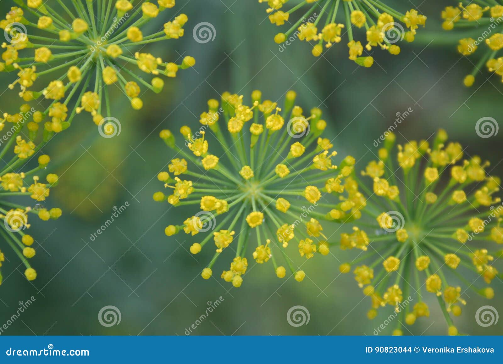 Flor Da Erva-doce Verde Do Aneto Foto de Stock - Imagem de campo, grama ...