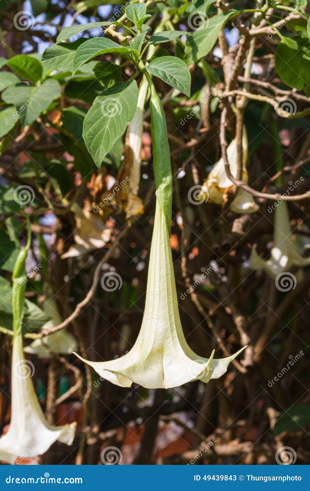 Flor Da Flor Do Estramônio Ou De Trombeta Do Anjo Imagem de Stock ...