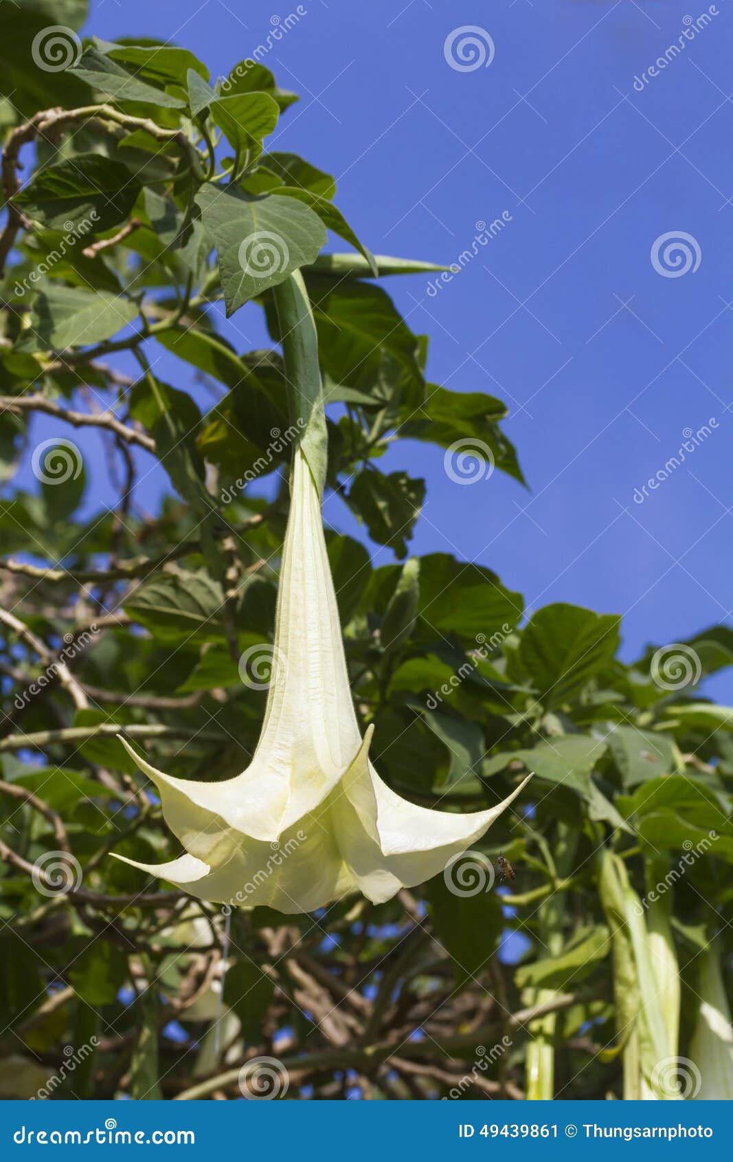 Flor Da Flor Do Estramônio Ou De Trombeta Do Anjo Imagem de Stock ...