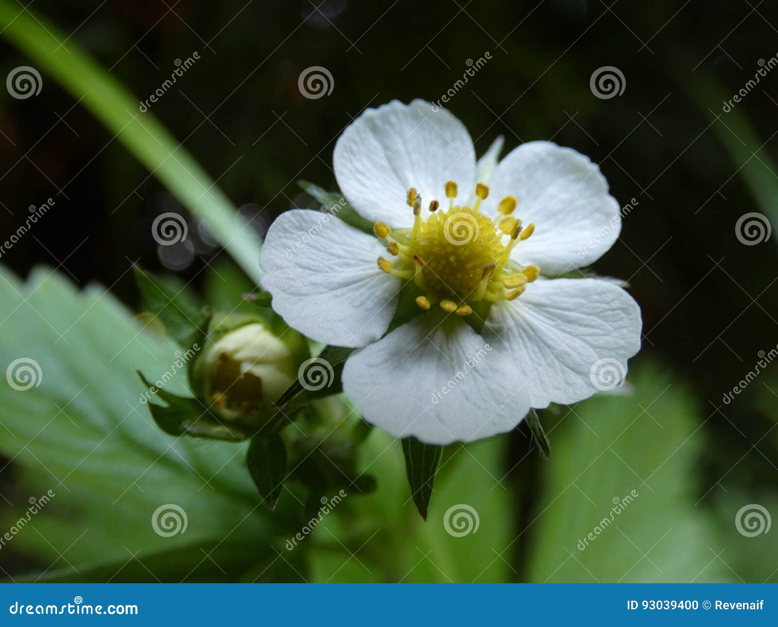 Flor Da Flor Do Morango Silvestre Foto de Stock - Imagem de nave ...