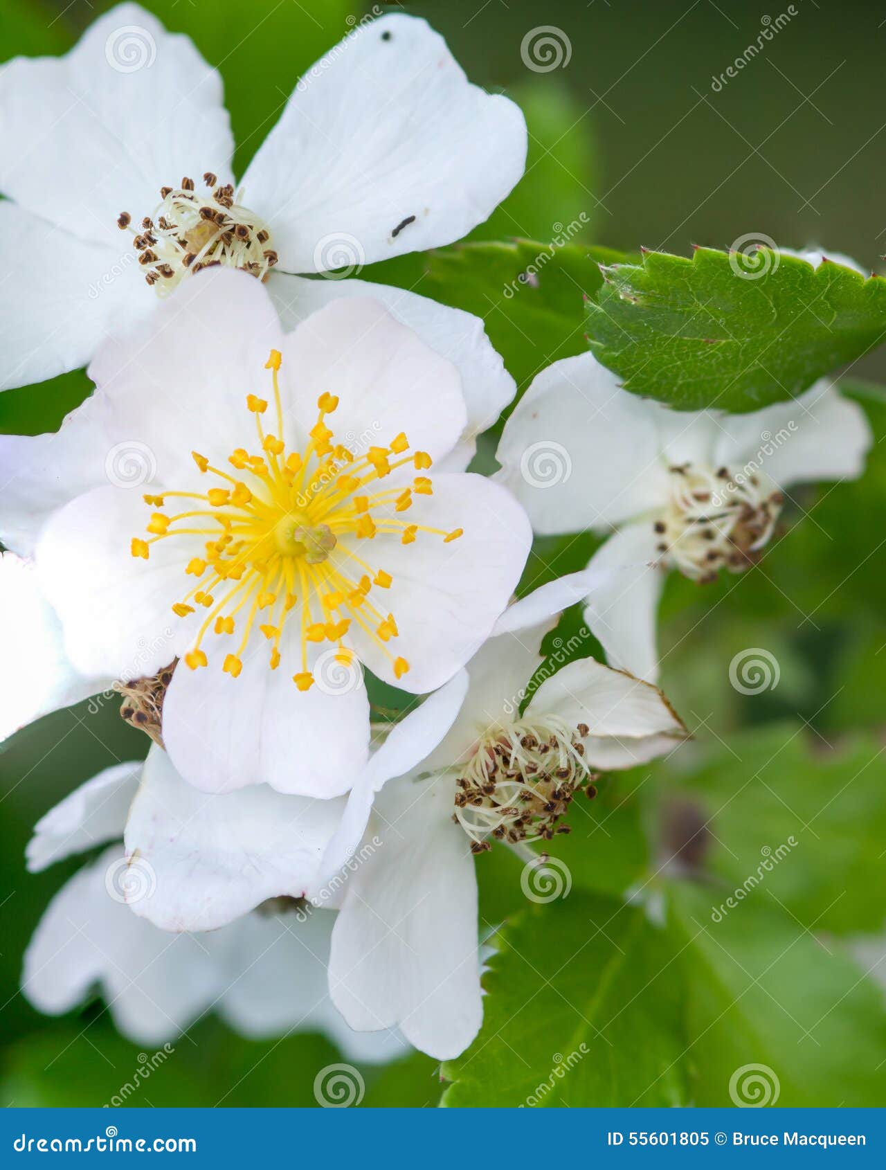 Flor da framboesa imagem de stock. Imagem de botânica - 55601805