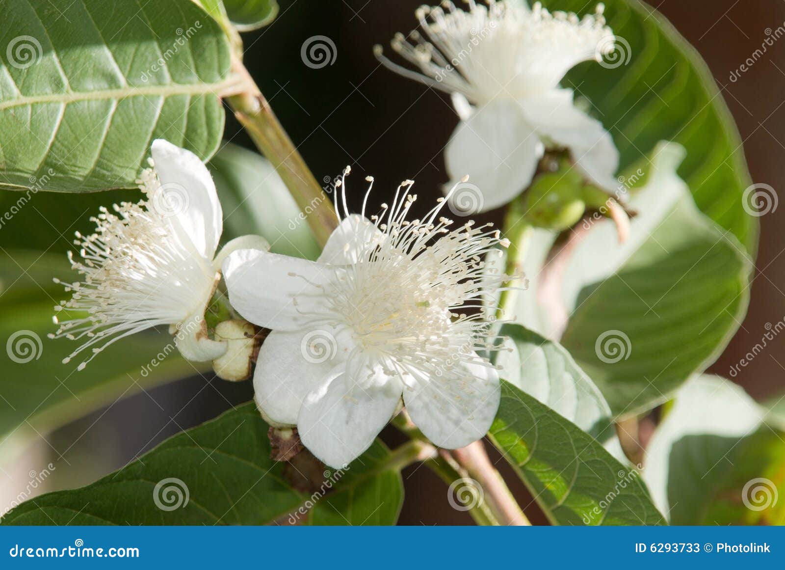 Flor da goiaba imagem de stock. Imagem de fresco, naughty - 6293733