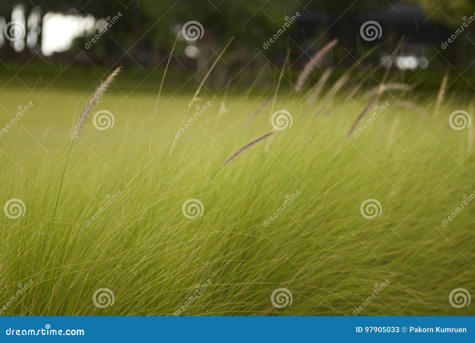 A flor da grama imagem de stock. Imagem de verde, parque - 97905033