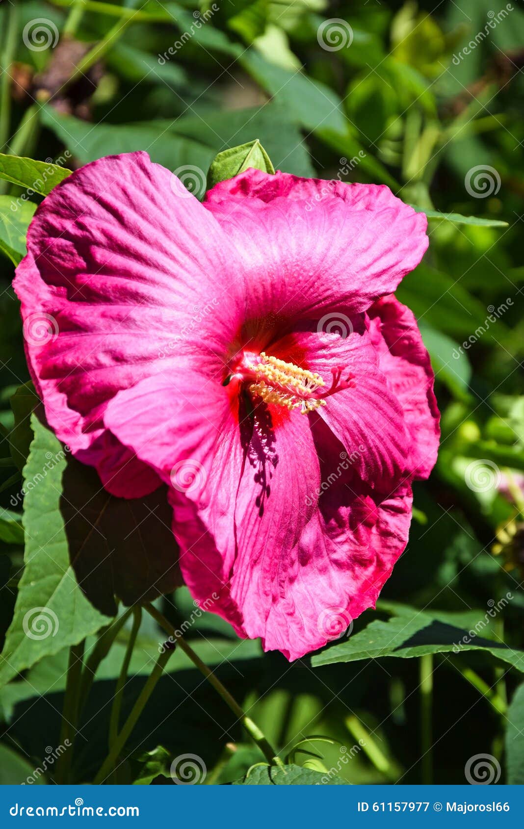 Flor da malva imagem de stock. Imagem de pétala, verde - 61157977