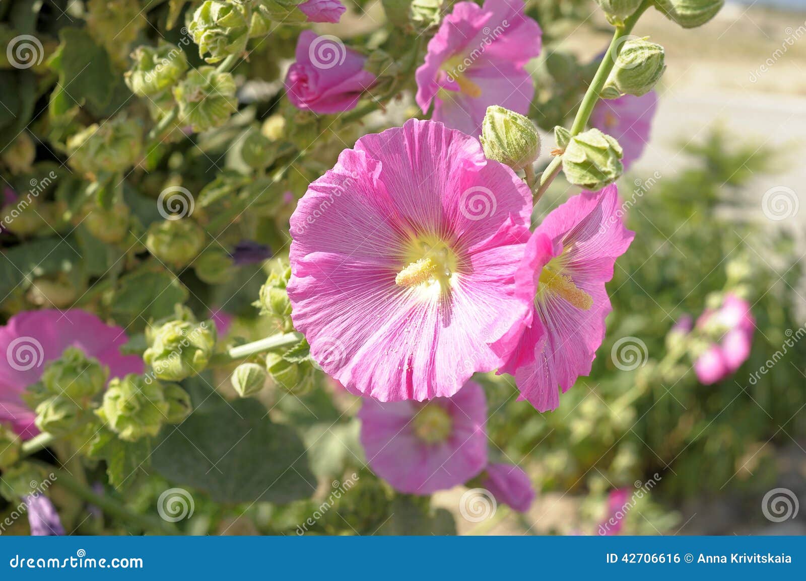 Flor da malva rosa foto de stock. Imagem de florescer - 42706616