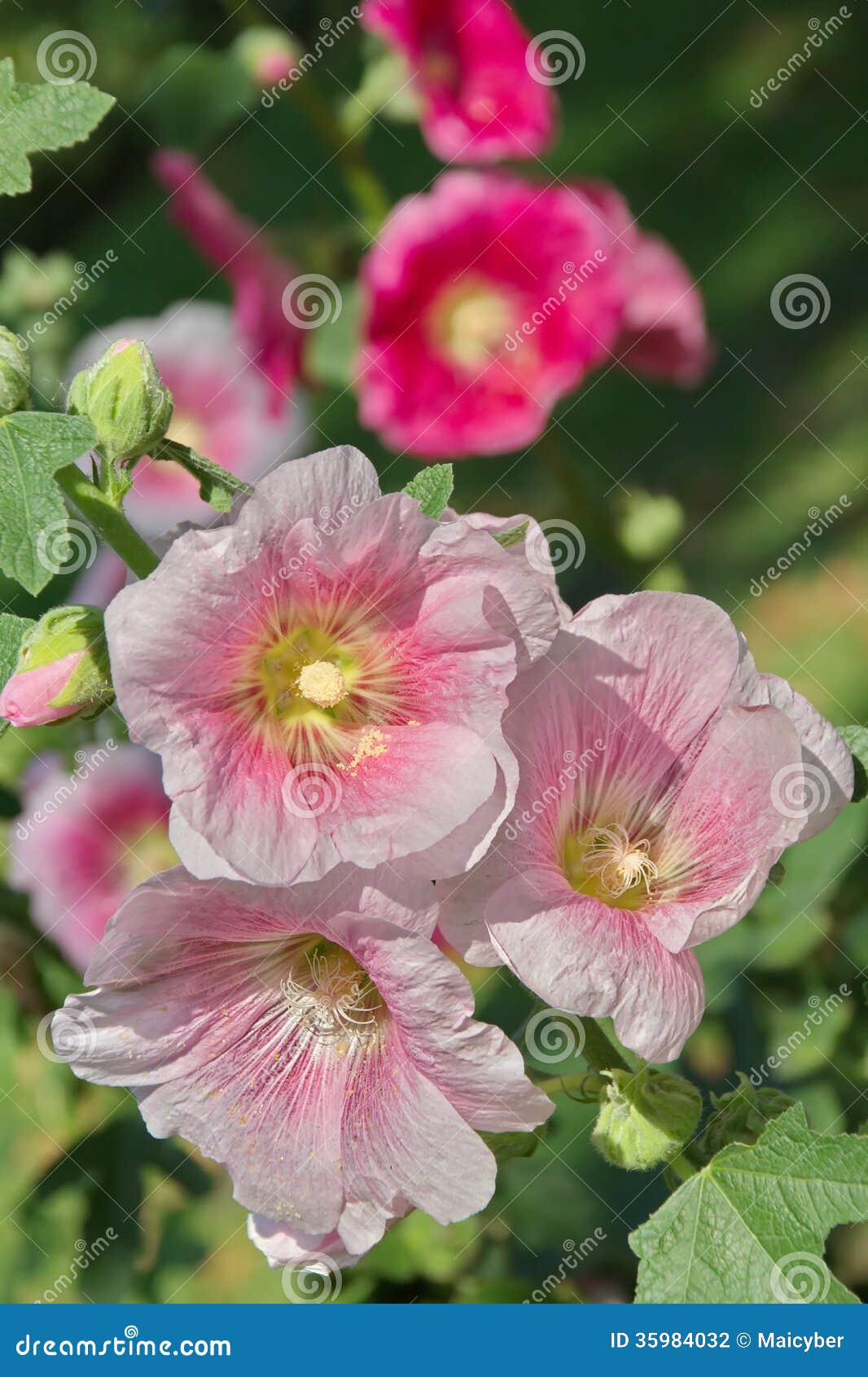 Flor Da Malva Rosa - Rosea Do Alcea Foto de Stock - Imagem de flor ...
