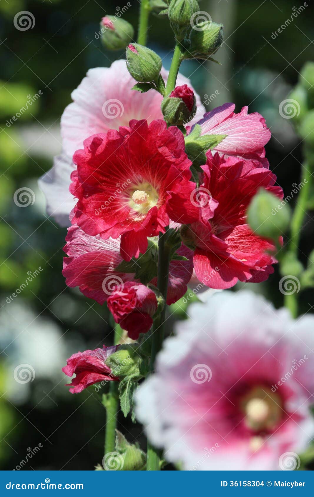 Flor Da Malva Rosa - Rosea Do Alcea Foto de Stock - Imagem de floral ...