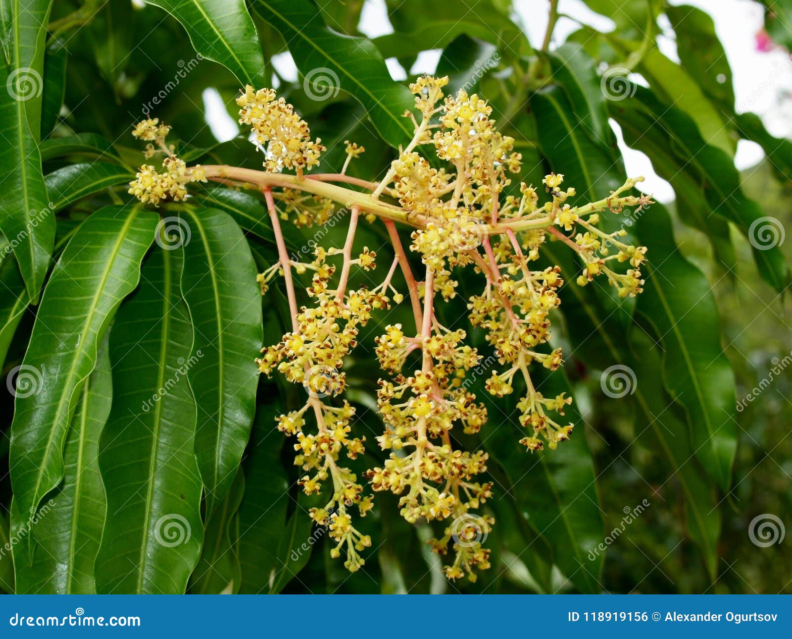 Flor da manga foto de stock. Imagem de vietname, grama - 118919156