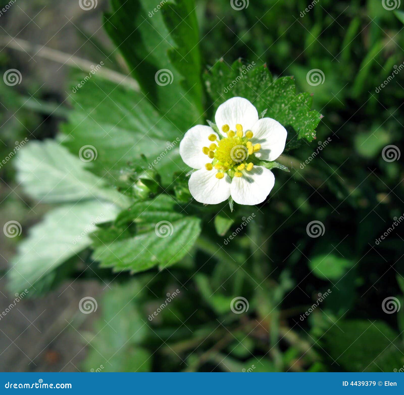 Flor da morango imagem de stock. Imagem de macro, floral - 4439379