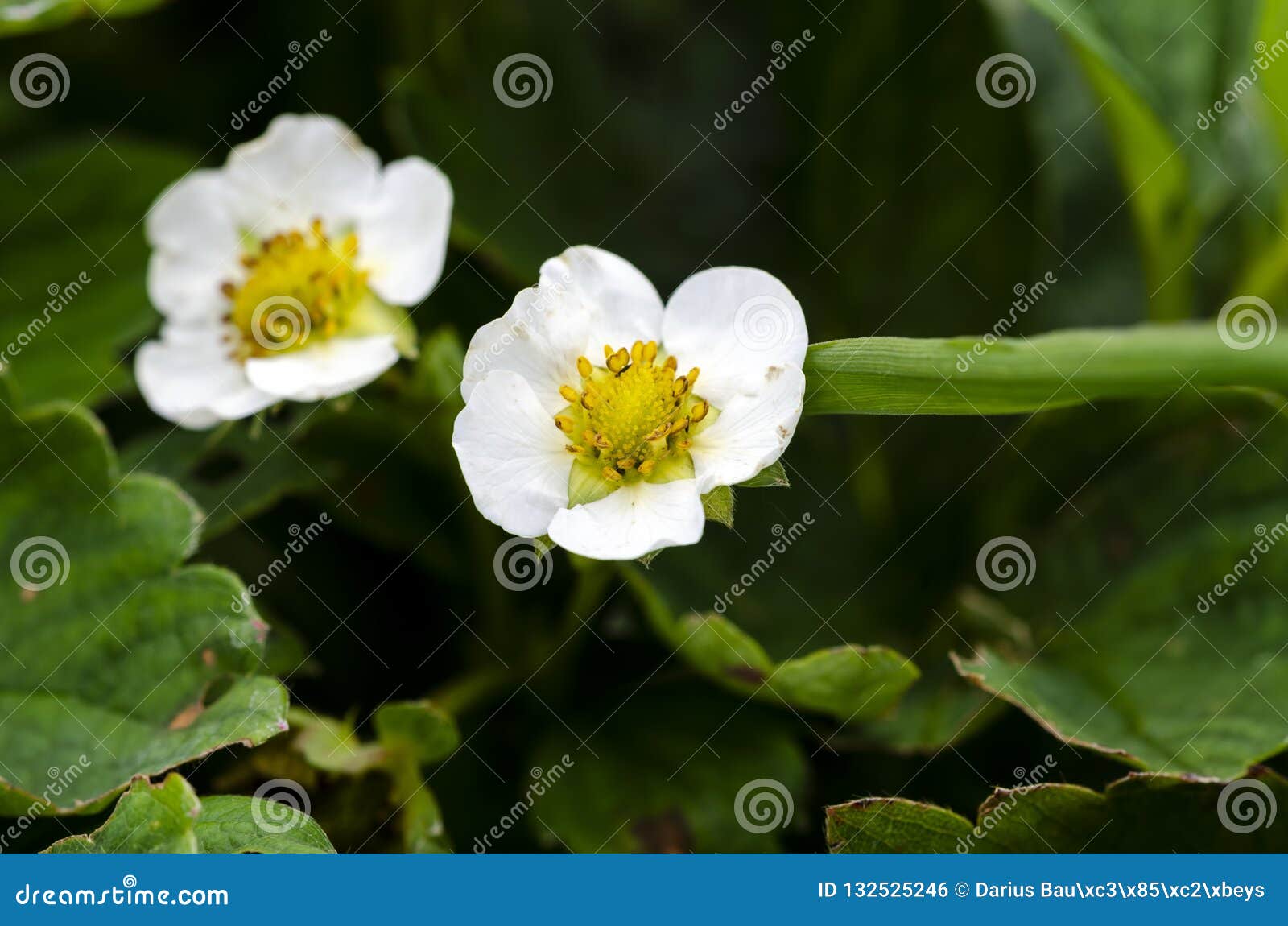 Flor Da Morango De Jardim No Jardim Foto de Stock - Imagem de nave ...