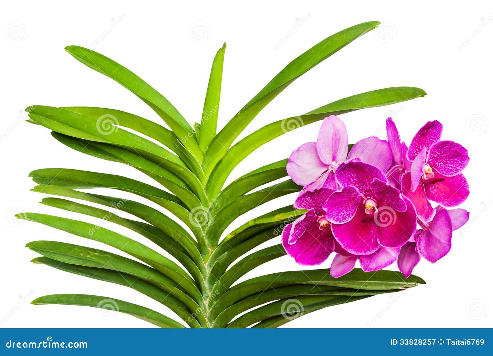 Flor da orquídea de Vanda imagem de stock. Imagem de planta - 33828257