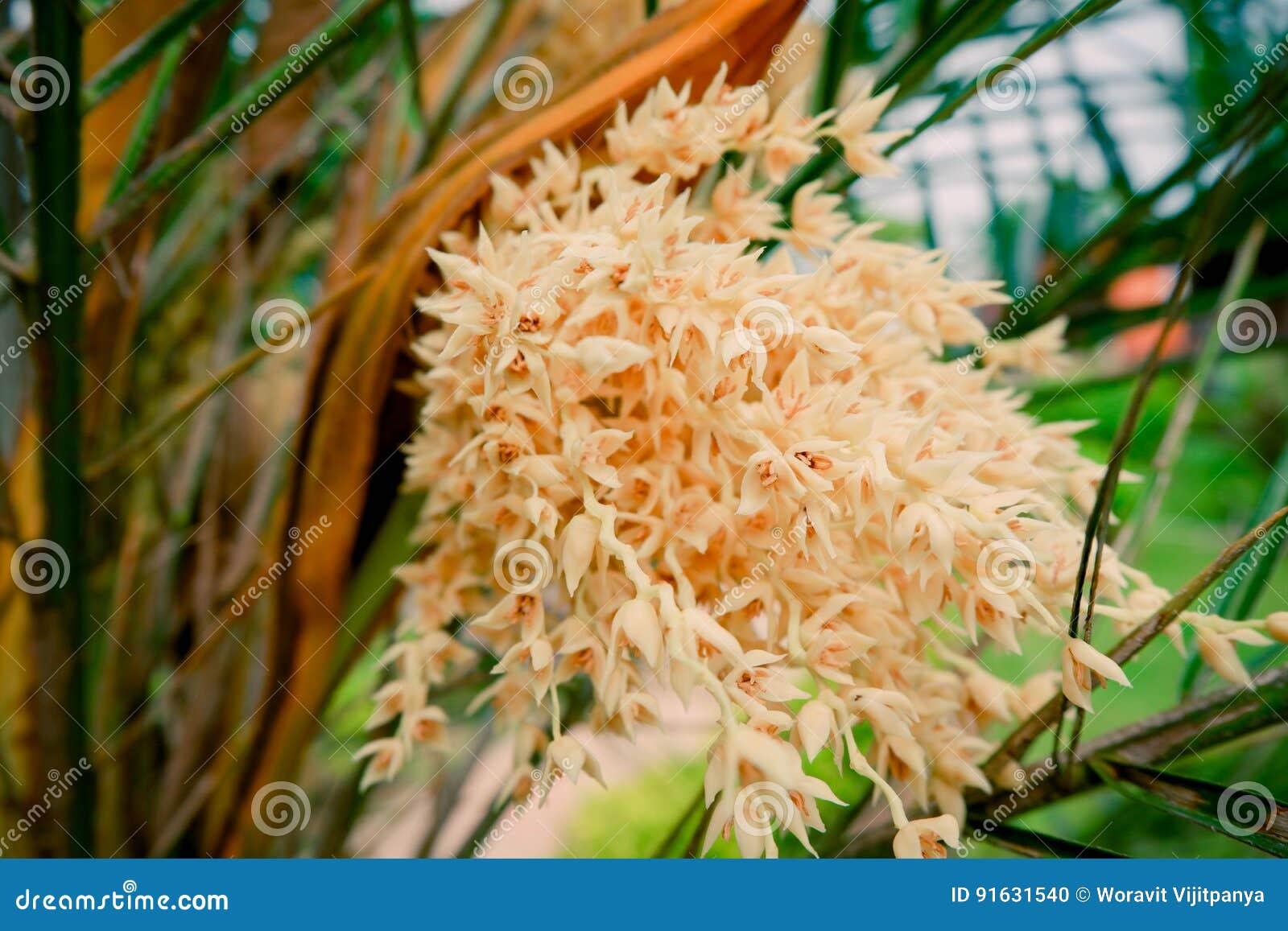 Flor da palma foto de stock. Imagem de bonito, verde - 91631540