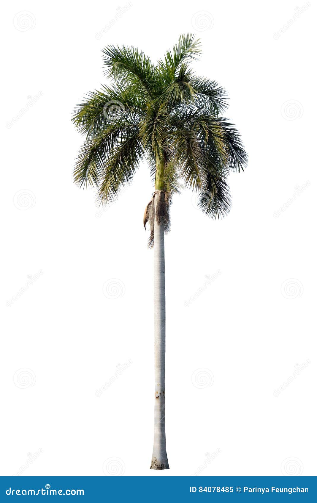 Flor Da Palma Real Isolada No Branco Imagem de Stock - Imagem de ...