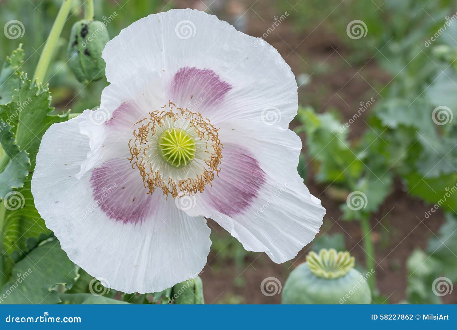 Flor da papoila de ópio foto de stock. Imagem de opiato - 58227862