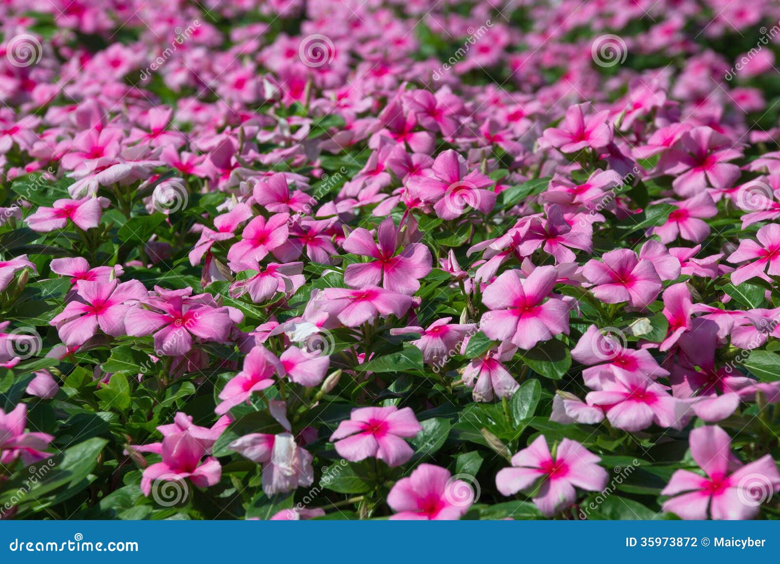 Flor da pervinca foto de stock. Imagem de botânica, pétala - 35973872
