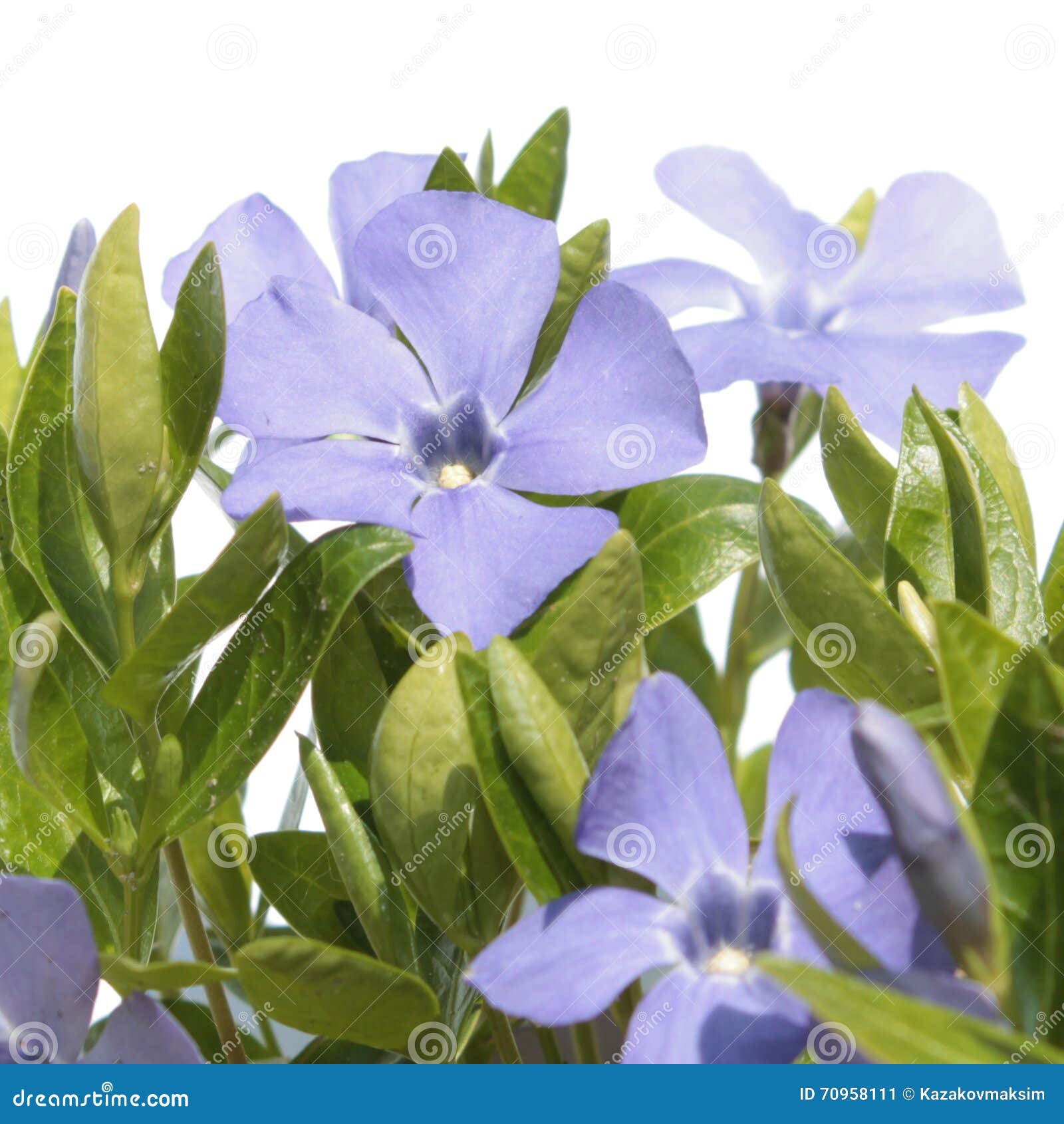 Flor Da Pervinca (Vinca) Isolada No Branco Imagem de Stock - Imagem de ...