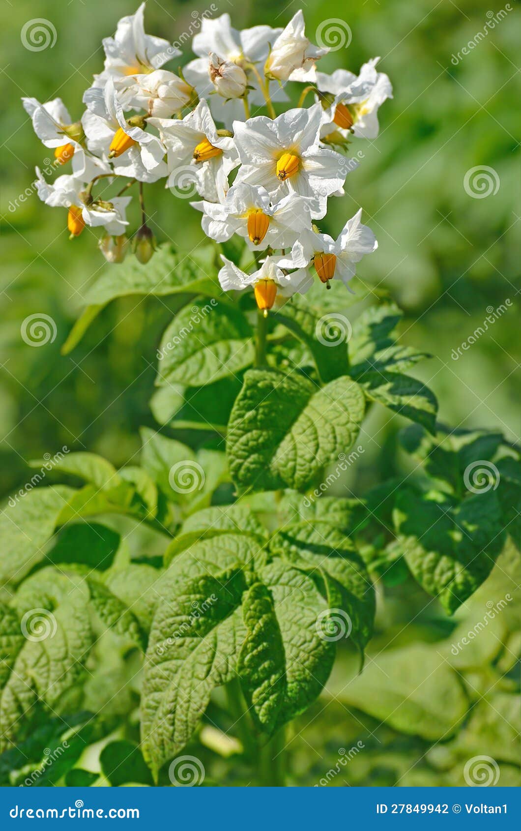 A flor da planta de batata foto de stock. Imagem de estame - 27849942