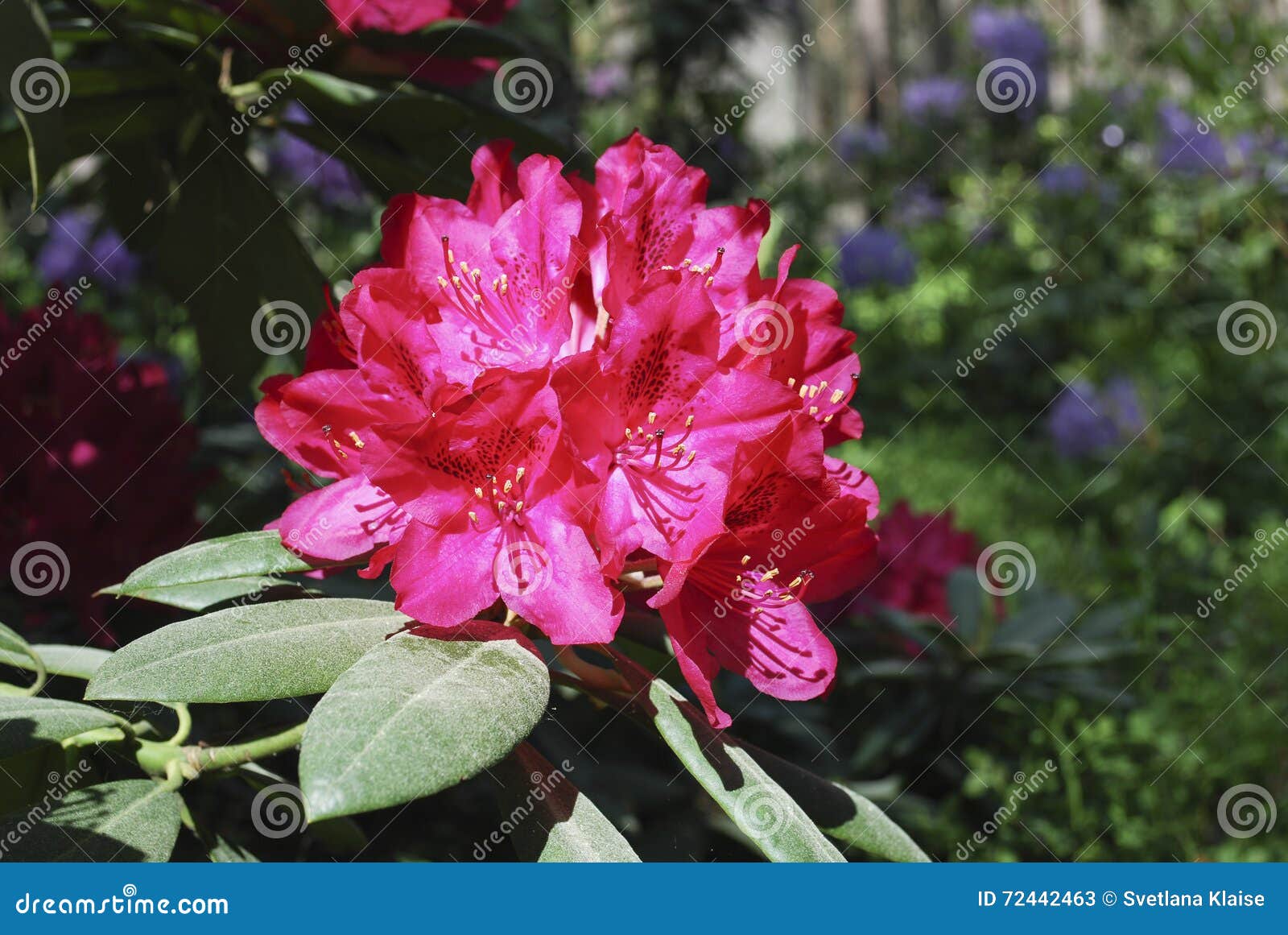 Flor Da Planta Do Rododendro, Flores Cor-de-rosa Imagem de Stock ...