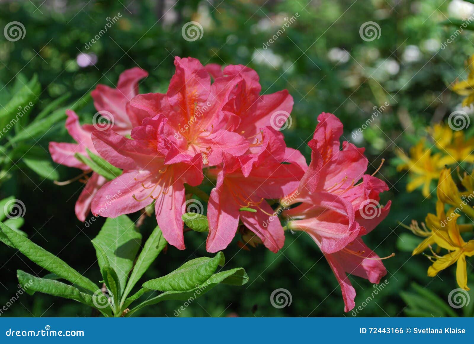 Flor Da Planta Do Rododendro, Flores Cor-de-rosa Foto de Stock - Imagem ...