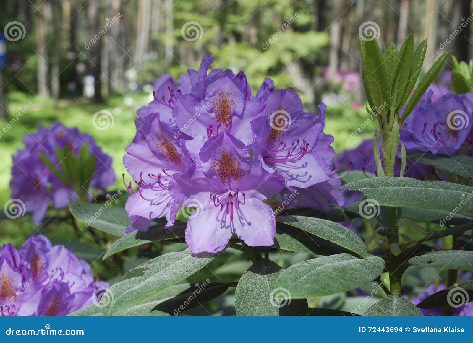 Flor Da Planta Do Rododendro, Flores Violetas Foto de Stock - Imagem de ...