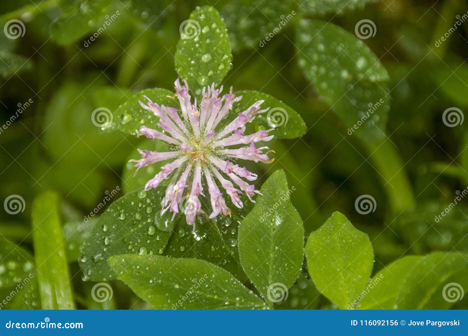 Flor Da Planta Do Trevo Na Natureza Foto de Stock - Imagem de floral ...