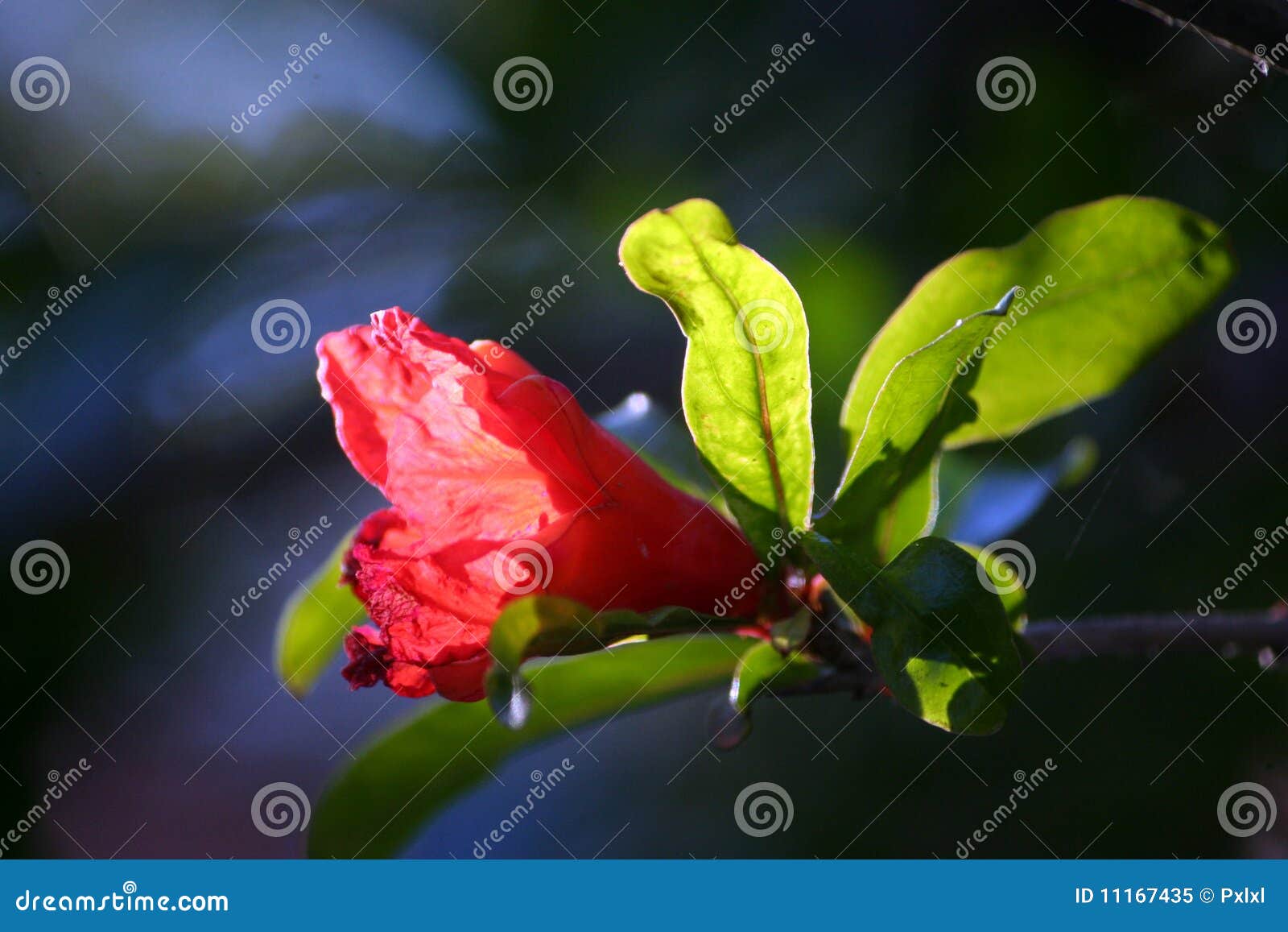 Flor da romã imagem de stock. Imagem de vidas, flor, fruta - 11167435