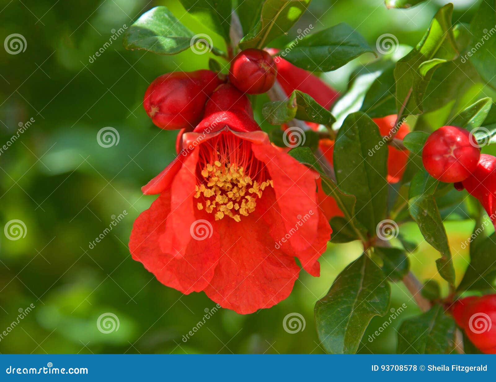 Flor Da Romã Com O Fruto Que Forma Em Torno Dele Foto de Stock - Imagem ...