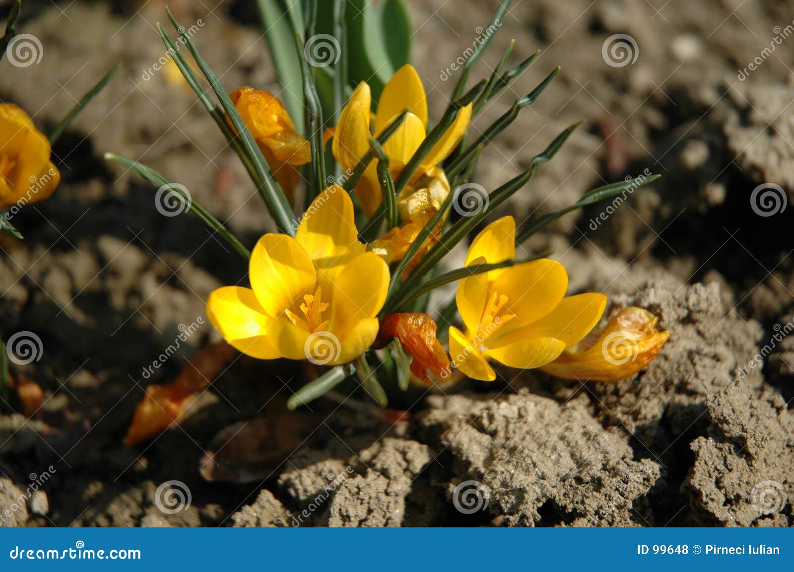Flor da terra foto de stock. Imagem de pétalas, mola, folheia - 99648