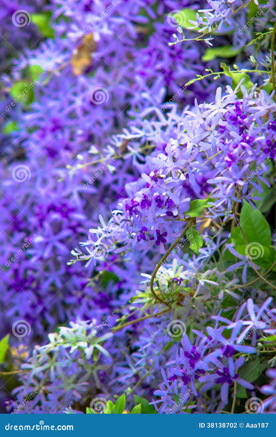 Flor Da Videira Da Grinalda Da Rainha Foto de Stock - Imagem de mola ...