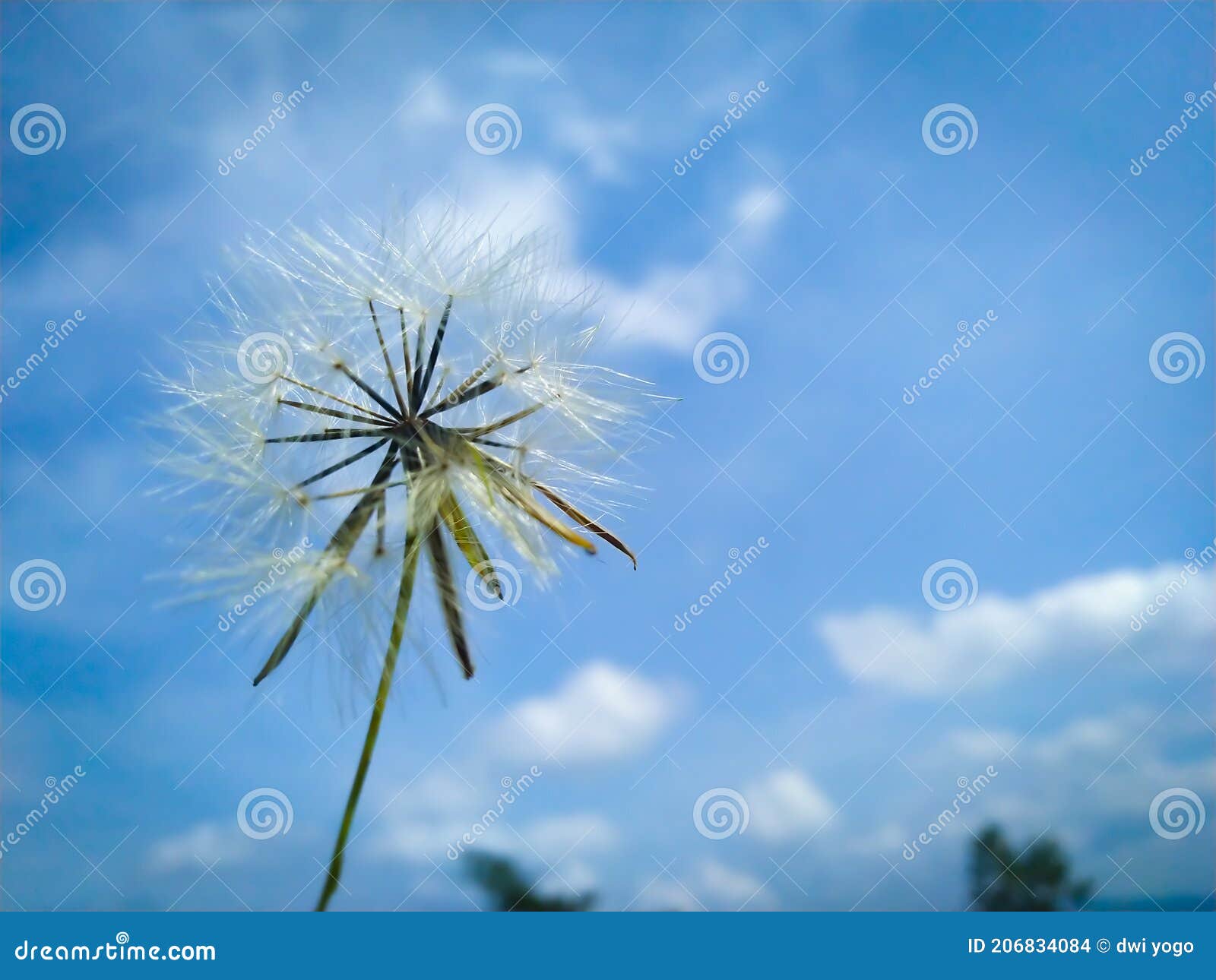 Flor dandelia foto de archivo. Imagen de flor, dandelia - 206834084